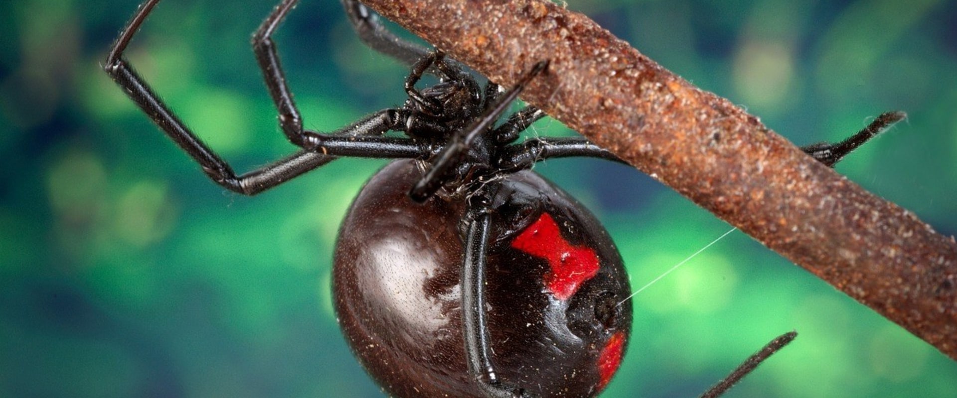 Appalachian Trail Wildlife Hazards